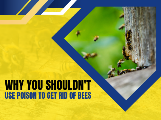 Why You Shouldn't Use Poison to Get Rid of Bees in Waterloo