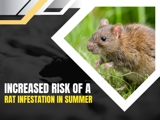 Increased risk of a rat infestation in the summer.