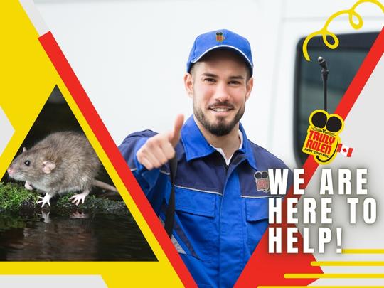 Why professional rat control is the best way to handle infestation.