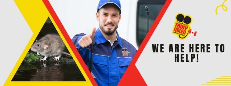 Why professional rat control is the best way to handle infestation.