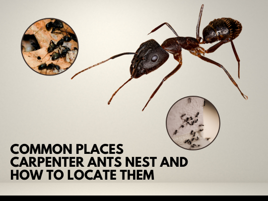 Cambridge Pest Removal: Ways to Locate Carpenter Ant Nests