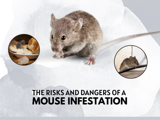 Waterloo Pest Control: Risks and Dangers of a Mouse Infestation