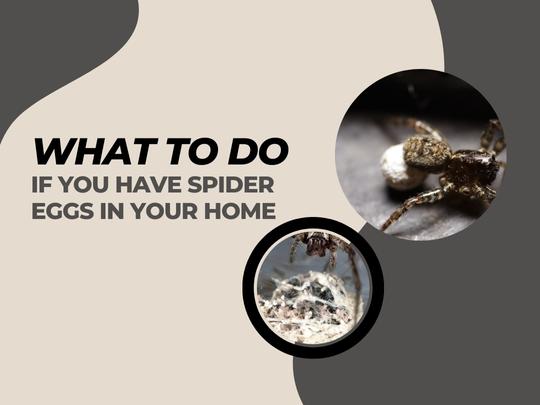 Spider Eggs in Your Home: Everything You Need to Know