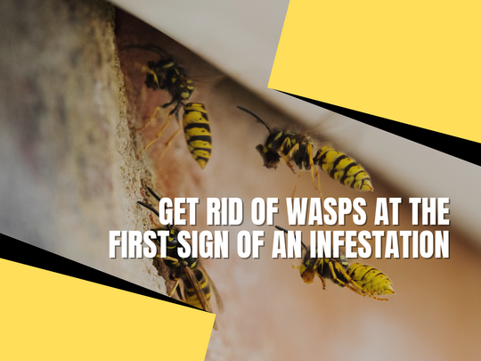 Why get rid of wasps at the first sign of an infestation?