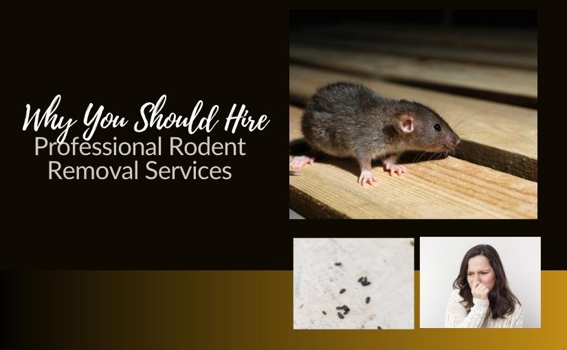 4 Clear Signs There Are Rodents Invading Your Home - Truly Nolen Pest ...
