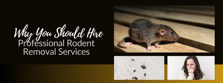 4 clear signs there are rodents invading your home.