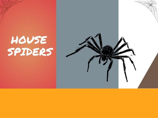 4 things you should know about the house spider.