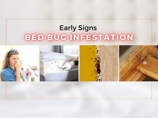 Milton Pest Control: Early Signs of a Bed Bug Infestation