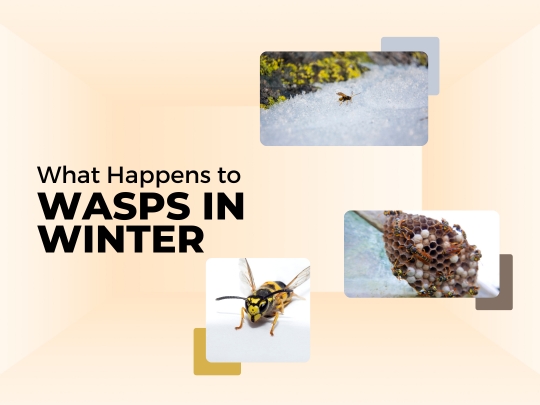 Toronto Pest Control: What Happens to Wasps in Winter