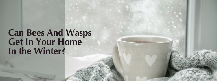 Can Bees And Wasps Enter Your Home In Winter - Truly Nolen