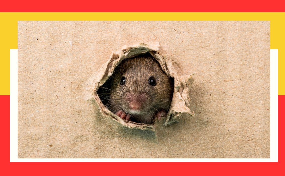 How Kitchener Residents Can Help Prevent Rat Problems In the ...