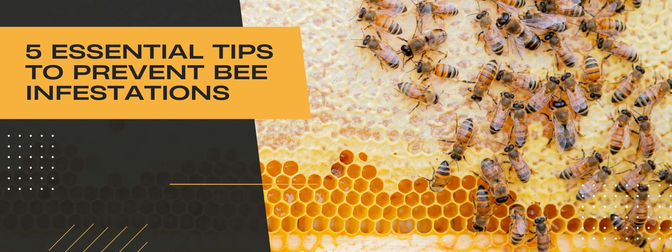 5 Essential Tips for Preventing Bee Infestations in Your Home - Truly ...