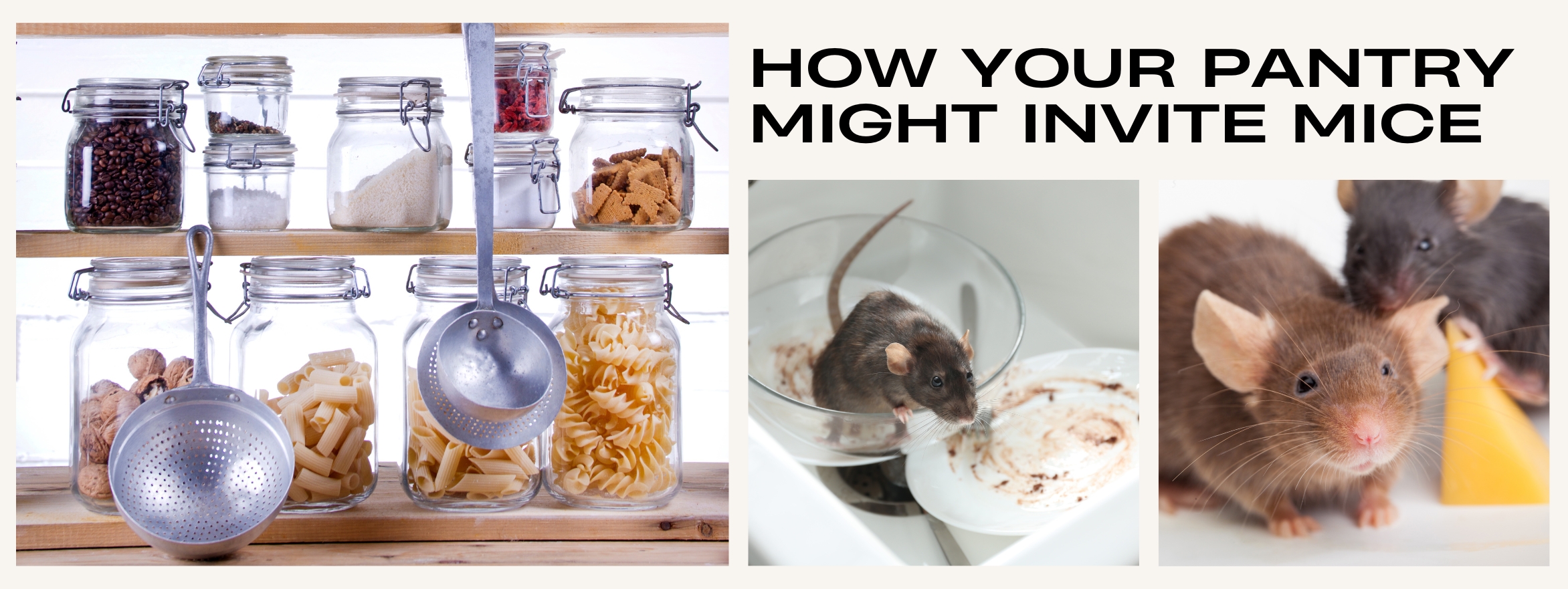 Food for Thought: How Your Pantry Might Be Inviting Mice In - Truly ...