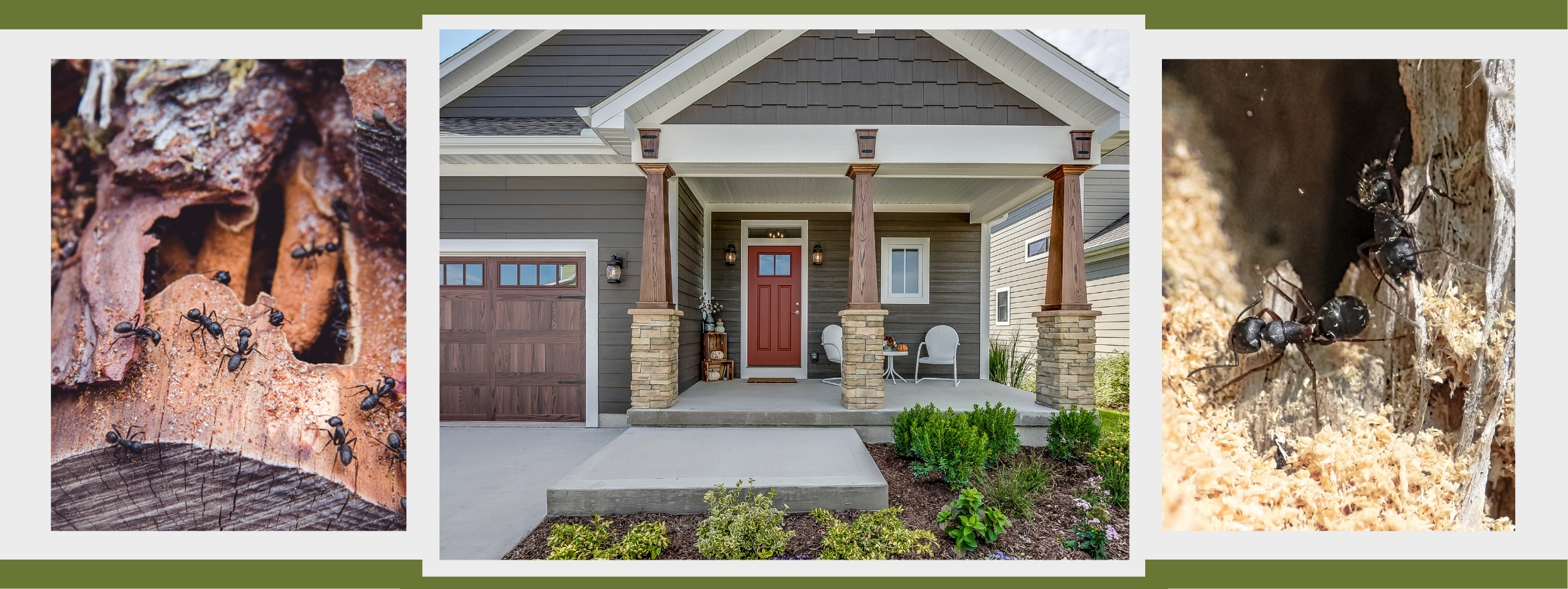 Oakville Pest Control: How To Deal With A Carpenter Ant Nest In Your ...