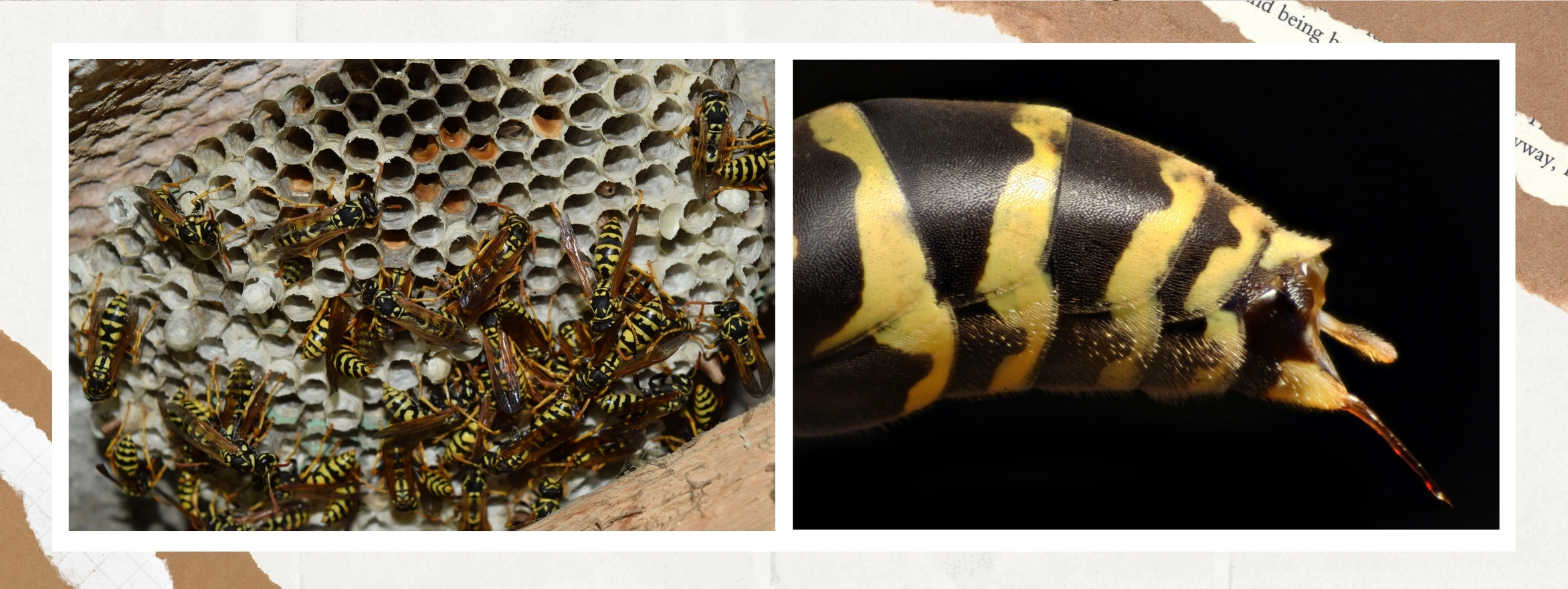 Georgetown Pest Removal: Uncovering the Lesser-Known Dangers of Wasps ...