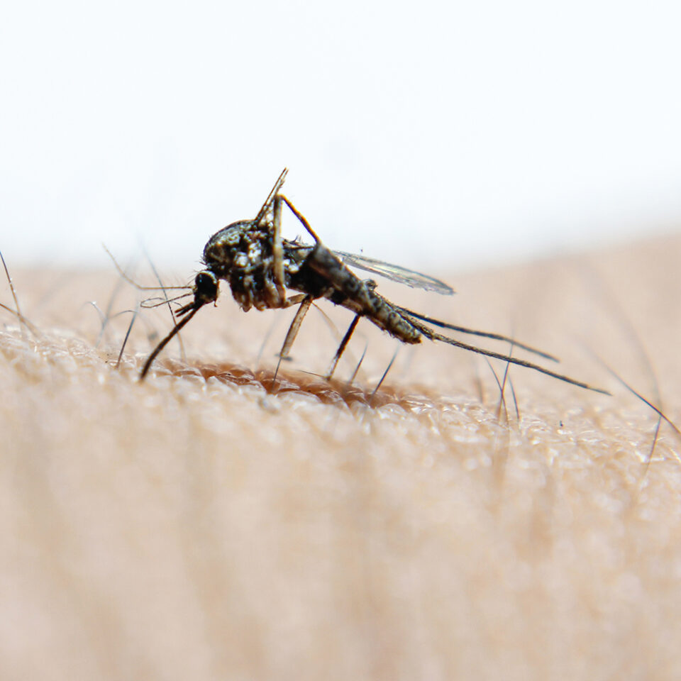 Canada's Mosquito Control Solutions | Truly Nolen Canada